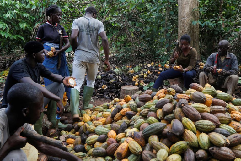 How Cocoa Exports Impact Small Villages – NŌK CHOC